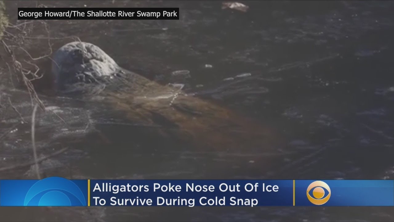 Alligators Poke Snouts Out Of Ice To Survive Cold Snap - YouTube