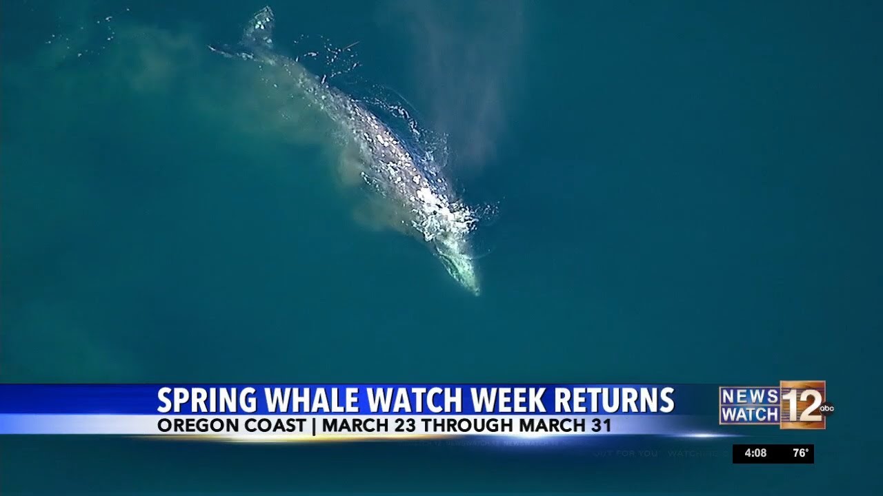 Spring Whale Watch Week returns - YouTube