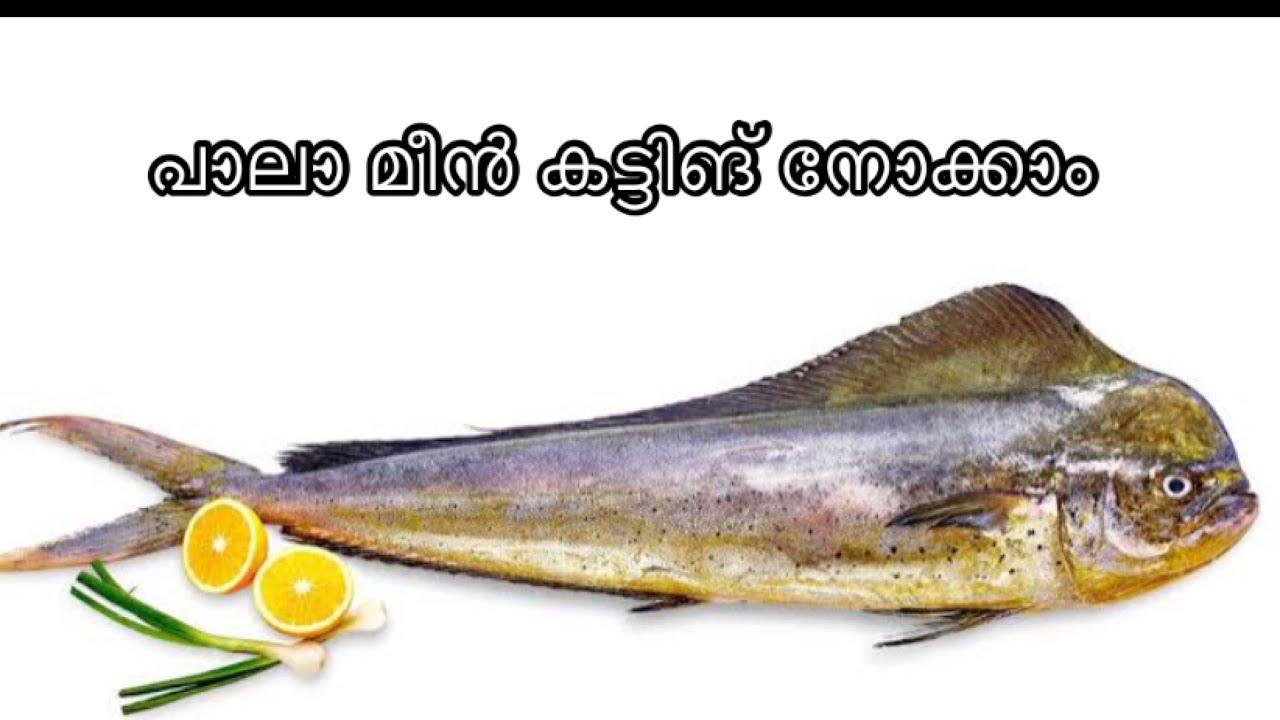 Pala Fish cutting | പാലാ മീൻ ഫിഷ് കട്ടിങ് നോക്കാം | Huge Fish cutting ...