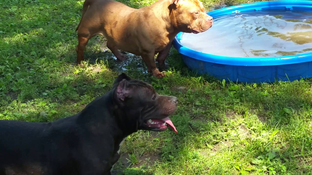 Big Johns Bully House - YouTube