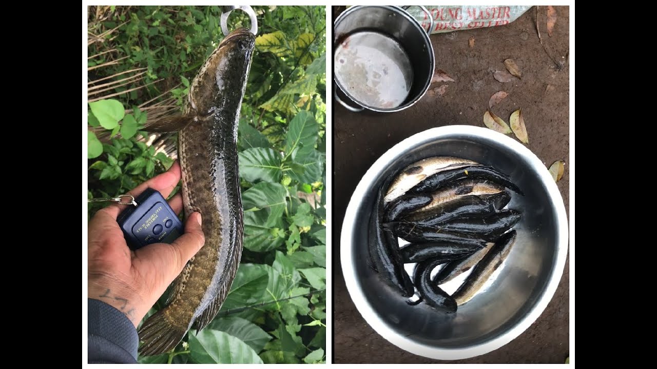 PART 2!! SNAKEHEAD FISHING,,TANGUB MIS OCC PH,,,,,, - YouTube