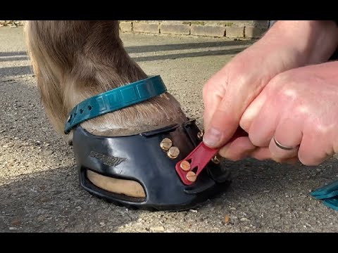 change scoot boot front and pastern straps - YouTube