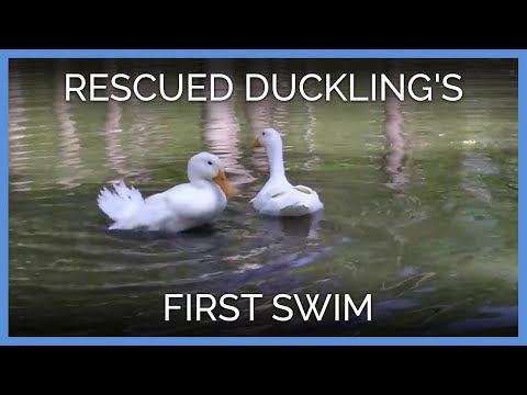 Rescued Ducklings Swim for the First Time
