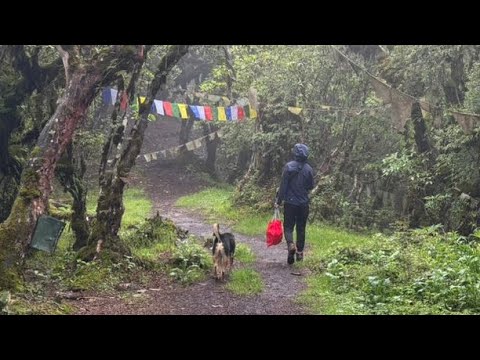 Lungchutse Nature hike with stray dog| Dochula #Bhutan #nature - YouTube