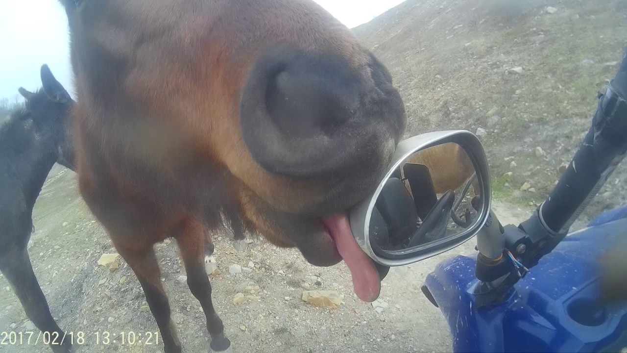 HORSE TRY'S TO EAT A GO PRO!!! - YouTube