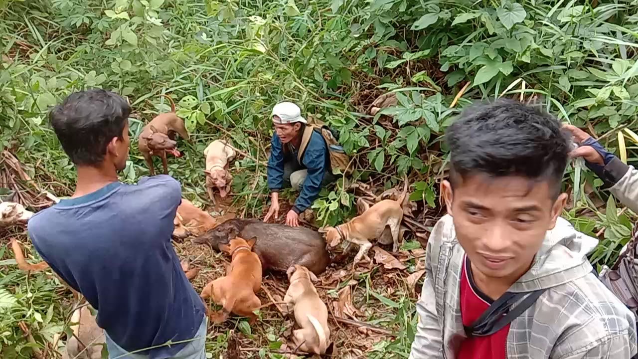 Memburu baby hutan - YouTube