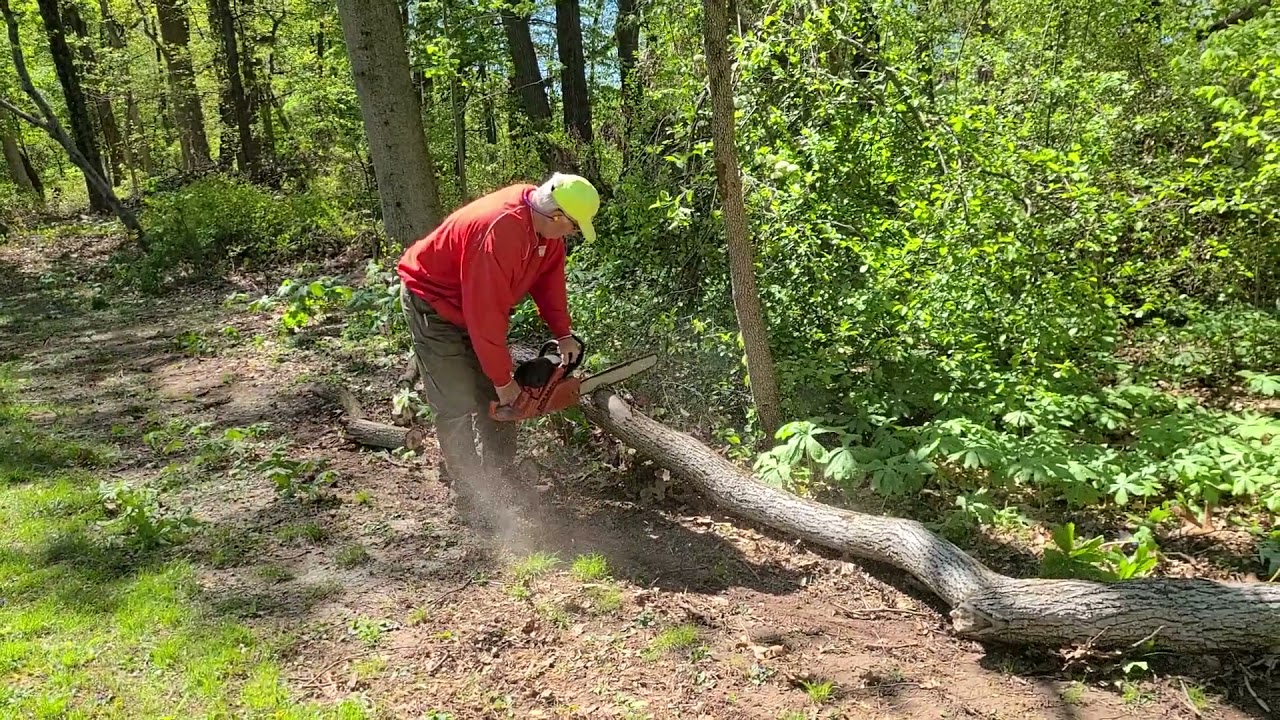 Cutting up a walnut limb - YouTube