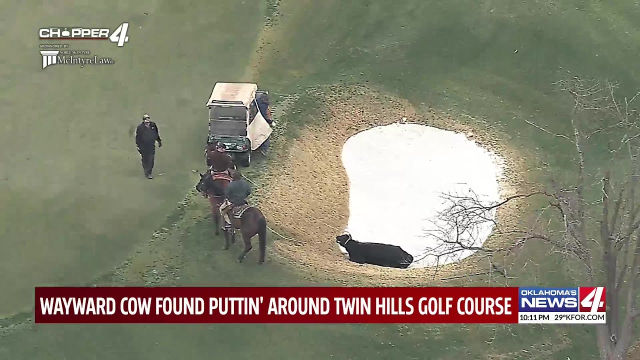 Cow plops down in sand trap on Oklahoma golf course - YouTube