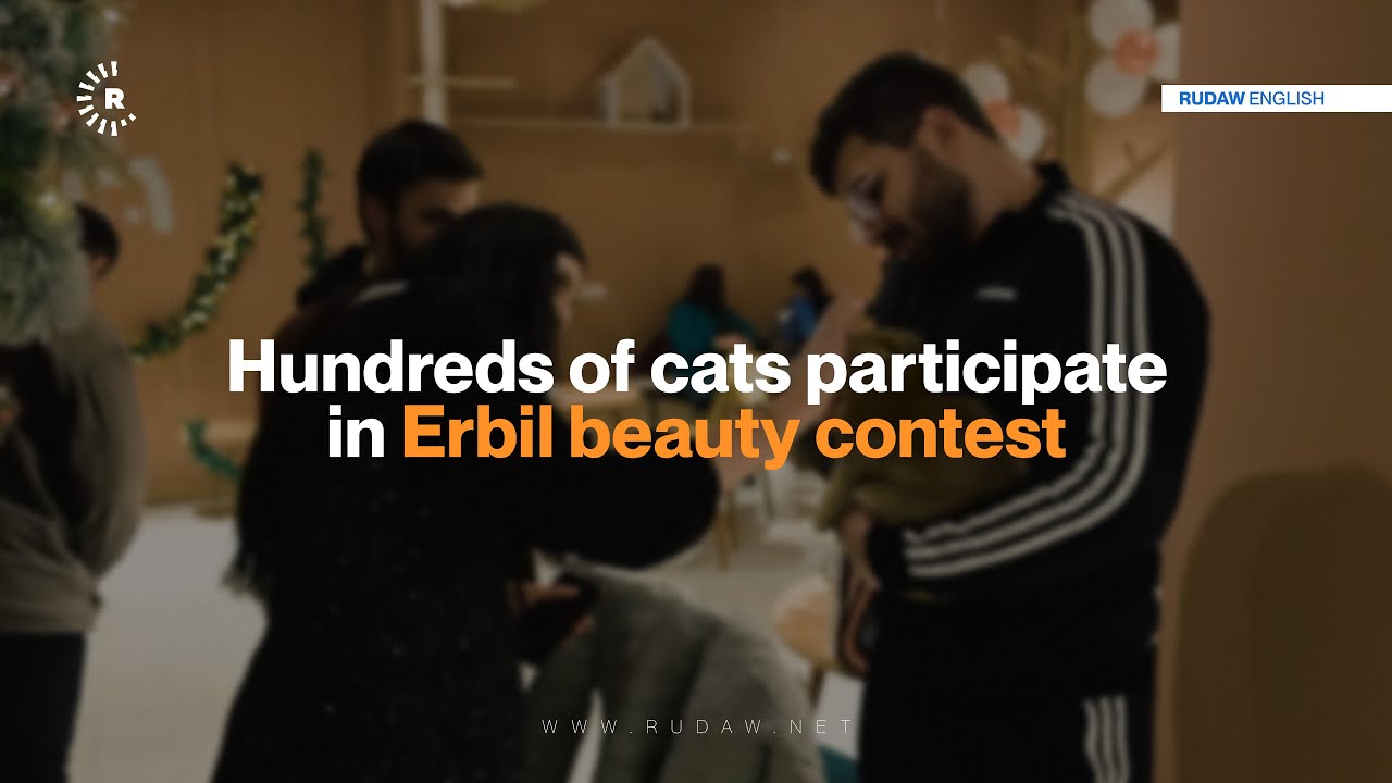 Hundreds of cats participate in Erbil beauty contest - YouTube