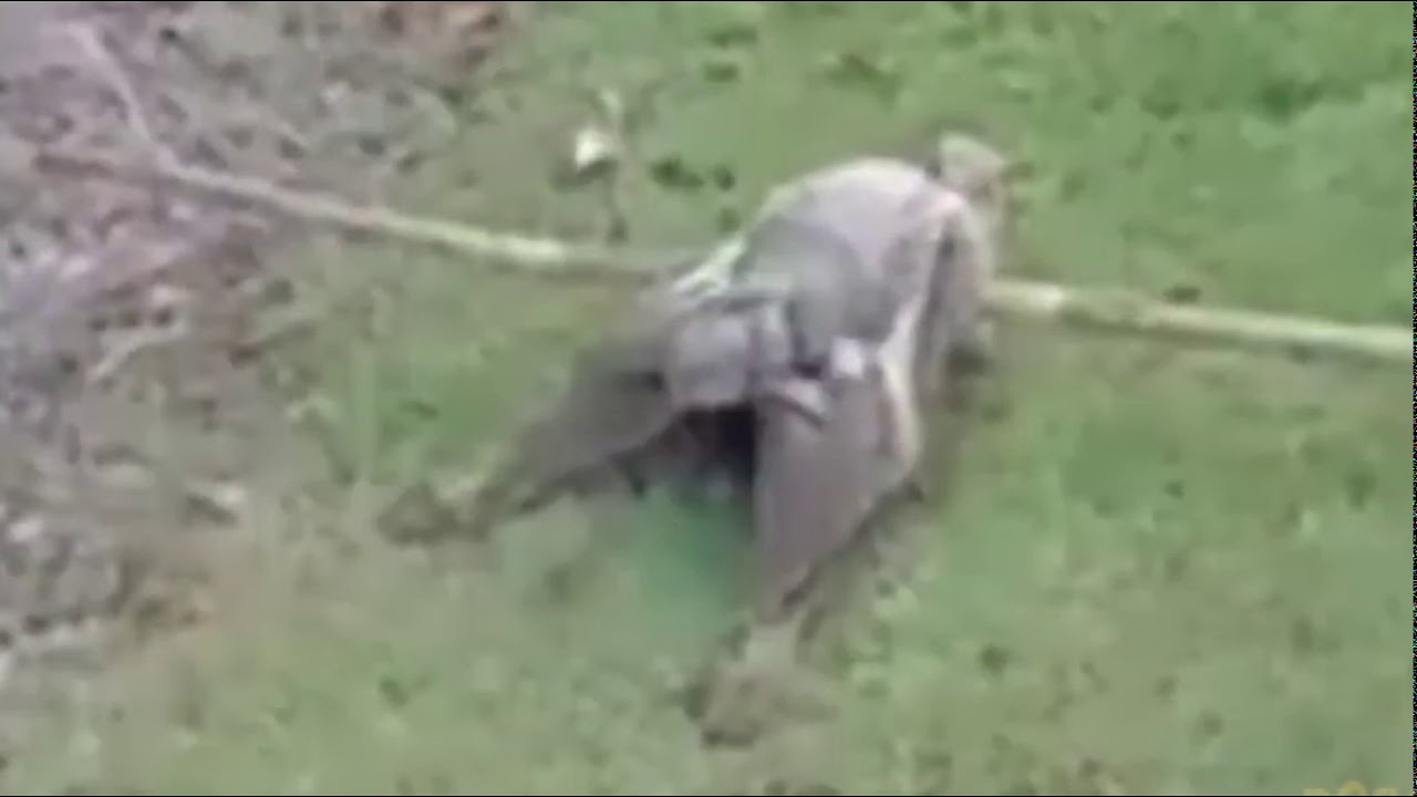 The Chinese Water Bat - YouTube