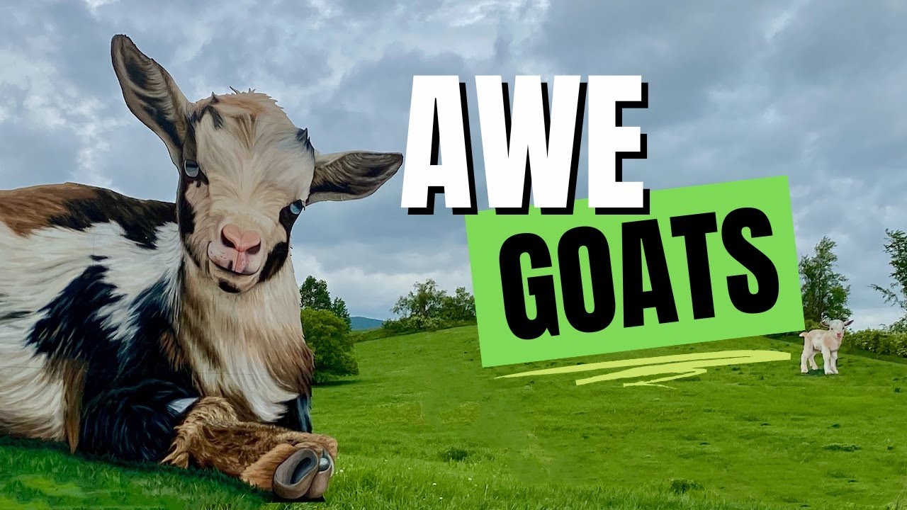 AWE GOATS - Time Lapse & More!!! - Large Outdoor Murals on Beekman 1802 ...