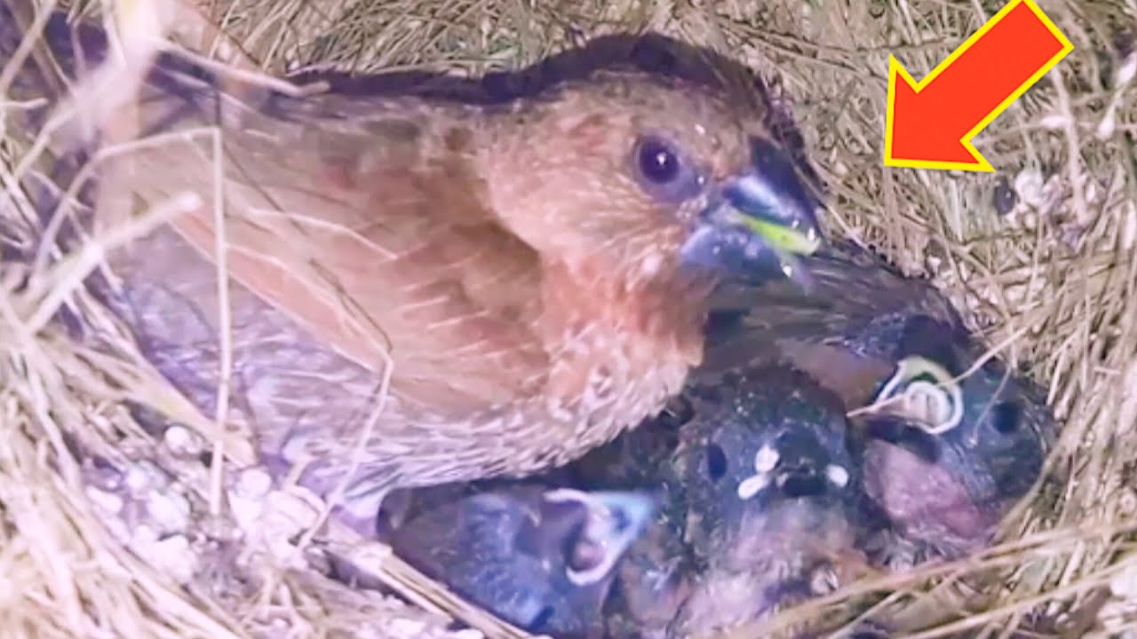 Mother - bird nests at night, [Bird life Nest] - YouTube