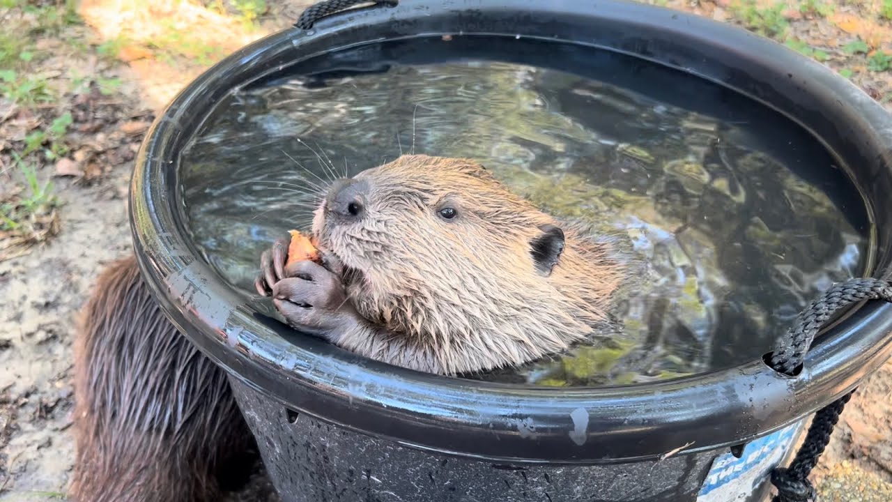 Bucket beavers 🦫 🪣 - YouTube