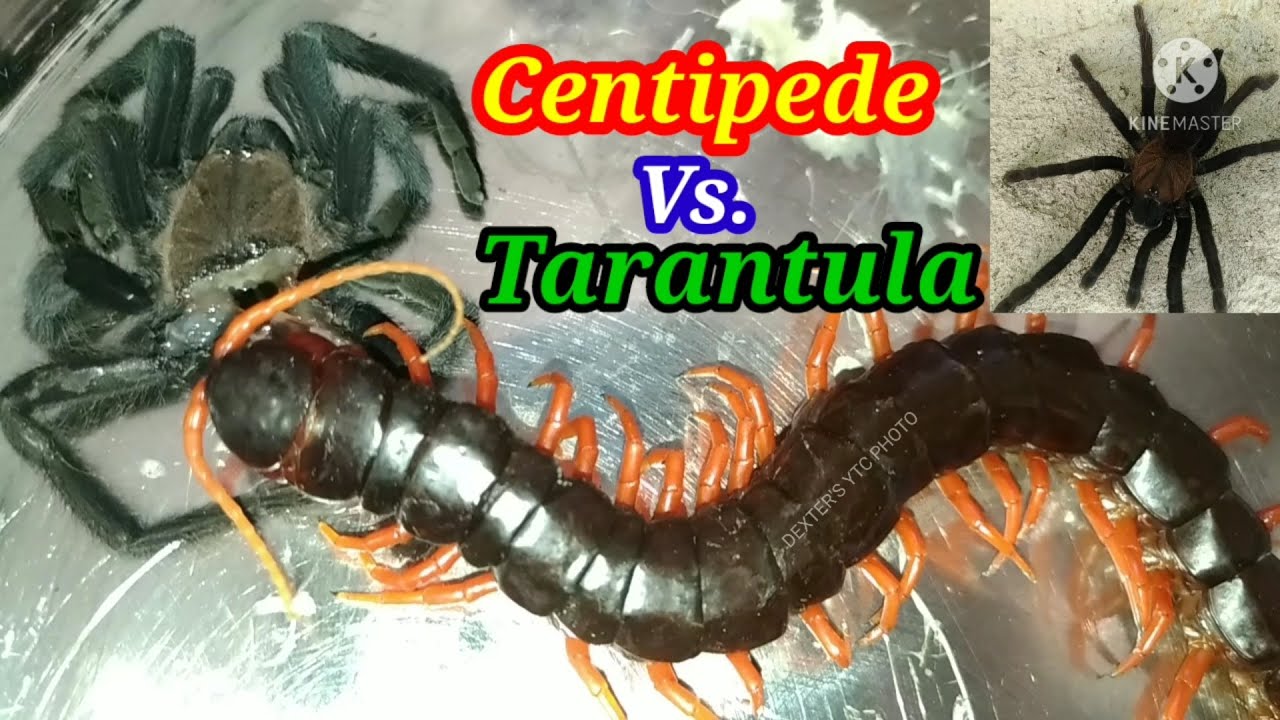 Giant Centipede Eating Tarantula
