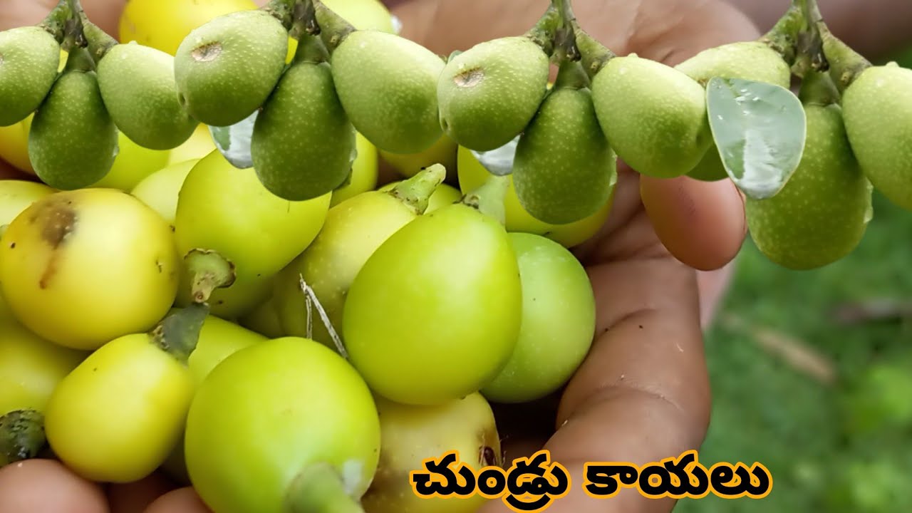 చుండ్రు కాయలు chundru kayalu - YouTube