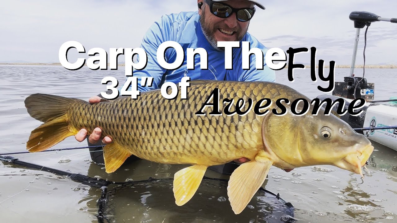 Carp On The Fly - 34” of Awesome - Fly Fishing for Carp - YouTube