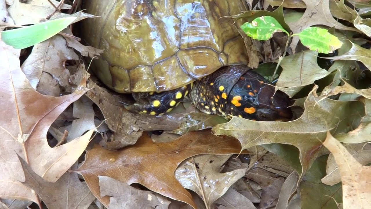 Turtle in my yard - YouTube