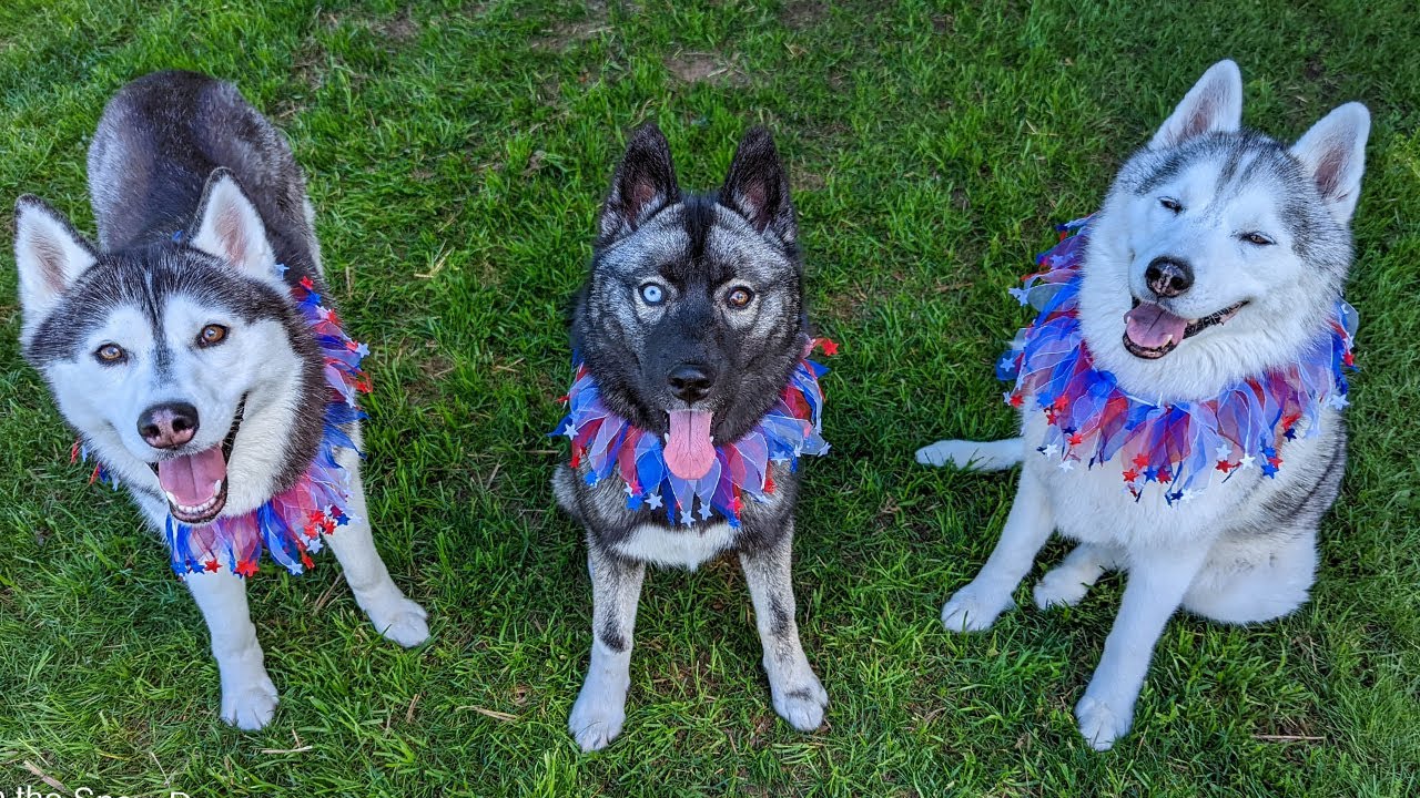 My Husky Puppy's FIRST 4th of July! - YouTube