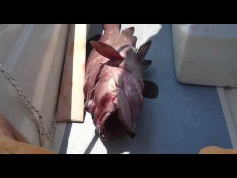 Antalya patlak göz Girida avı miya epoch at 3 elite