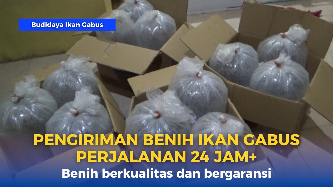 Pengiriman benih ikan gabus perjalanan 24 jam || Budidaya ikan gabus ...