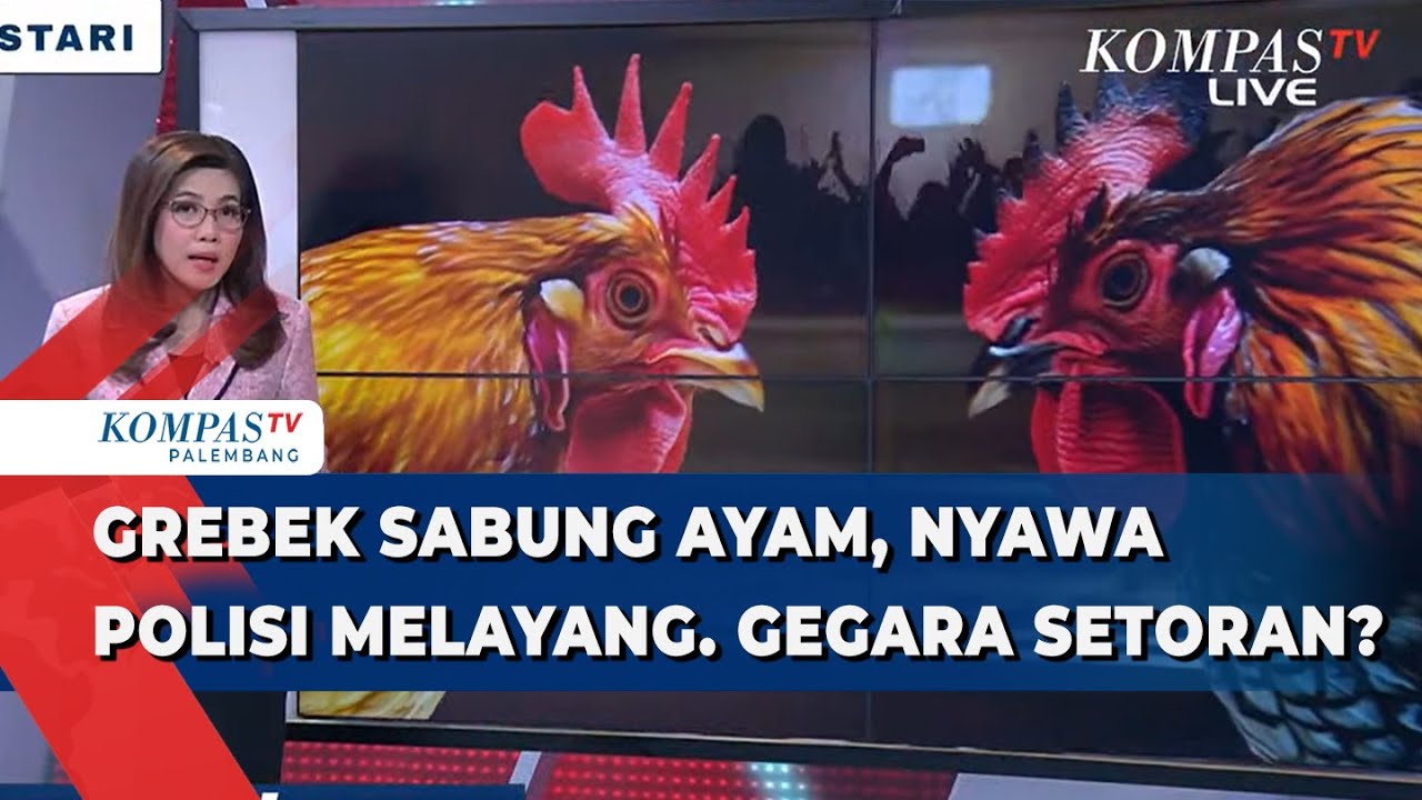 3 Polisi T3w*s Saat Grebek Sabung Ayam di Lampung - YouTube