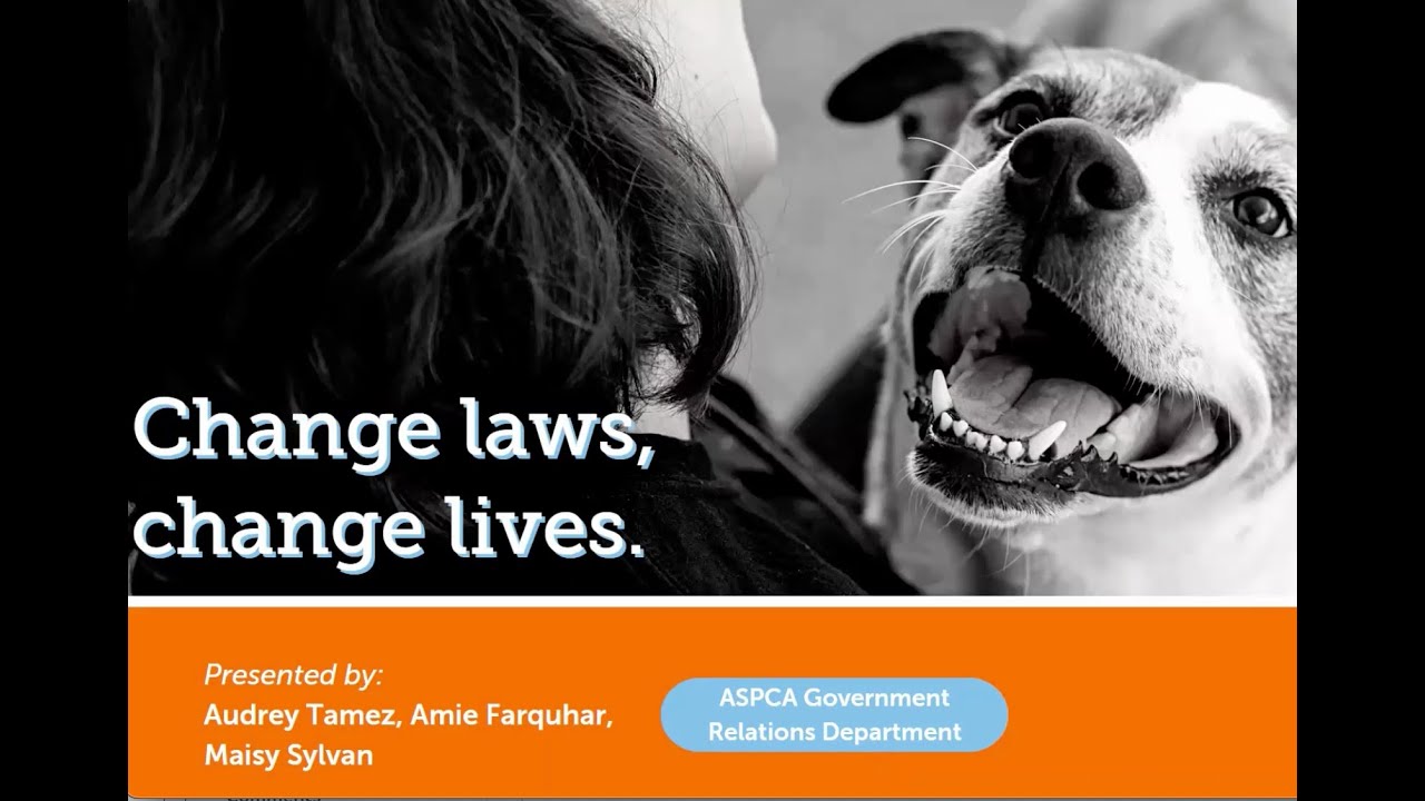 Become an ASPCA Advocacy Volunteer! - YouTube