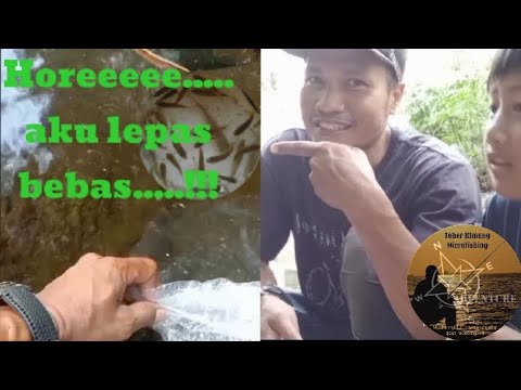 🟡Kegiatan merilis bibit ikan wader || berbagi kebaikan dengan alam ...