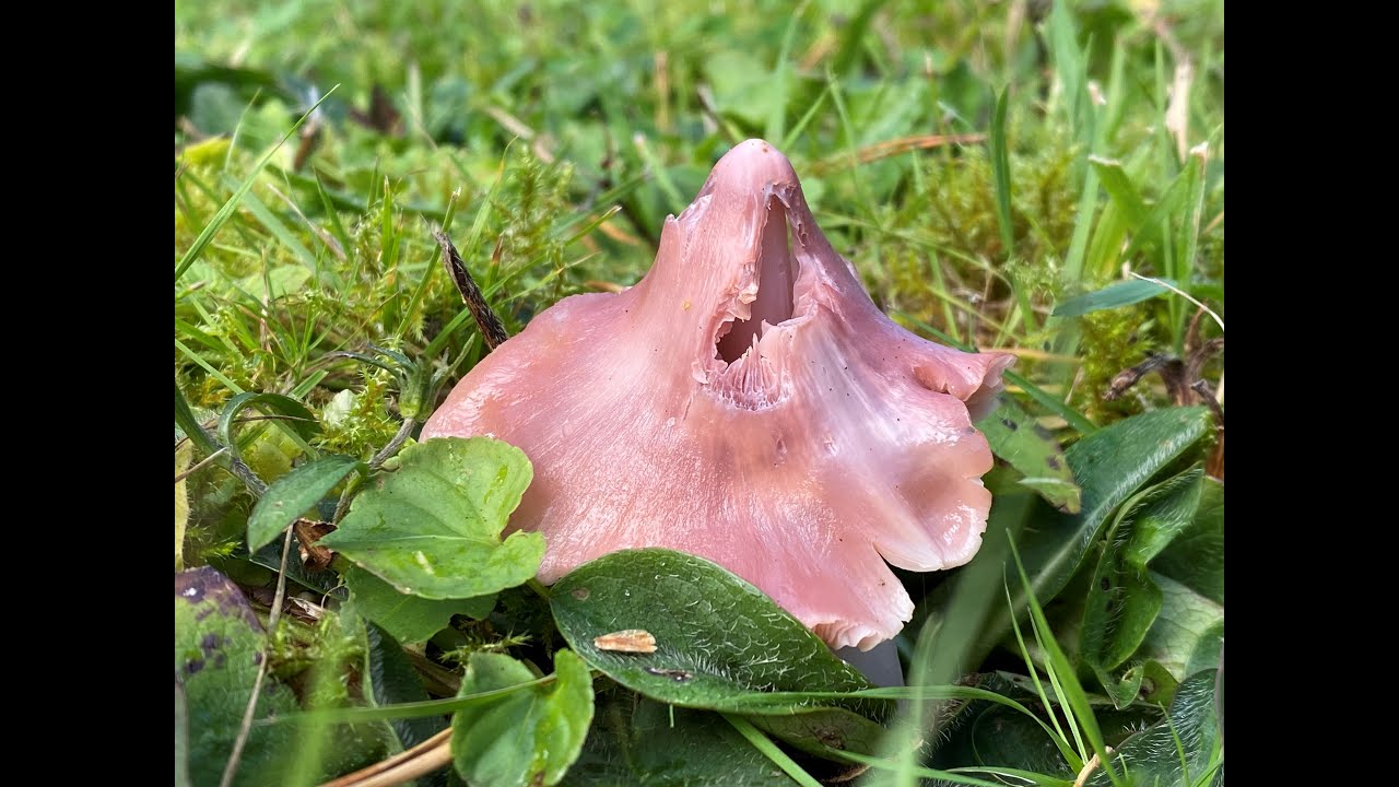 Identifying the Ballerina Waxcap, Pink Meadow Waxcap, Pink Waxcap ...