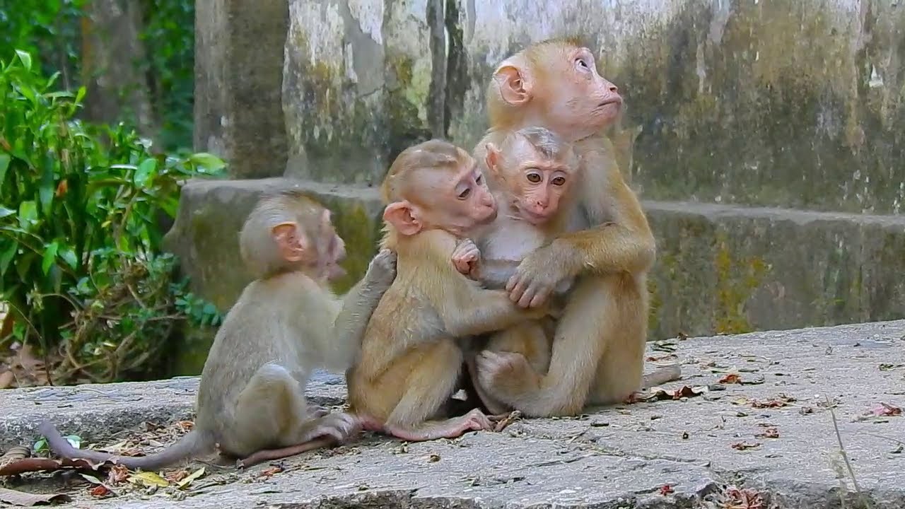 What's so cute abandon baby monkeys playing really funny with sister ...