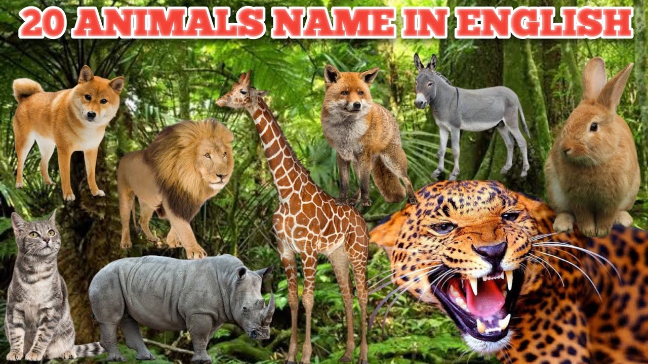 All Animals Name In English | All Animals Name | Animals Name | A For ...