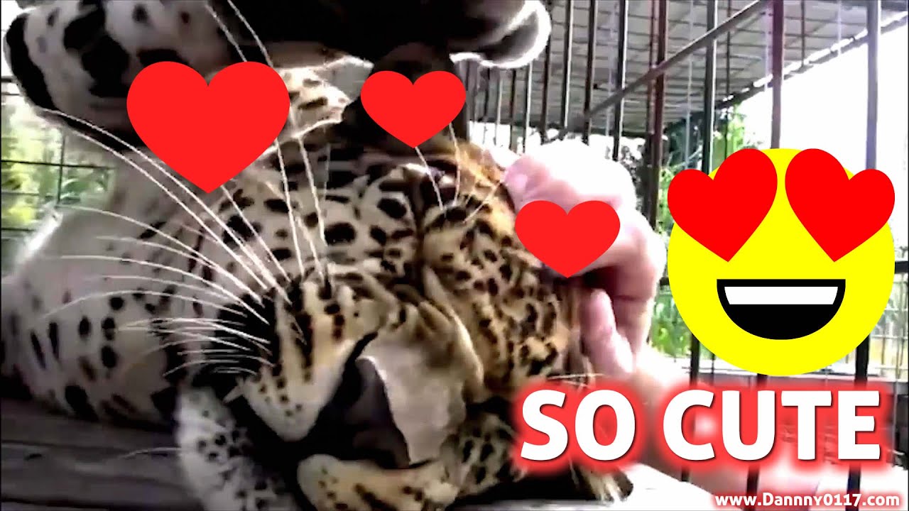Happy Leopard Purring - YouTube