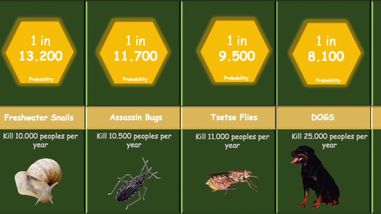Probability Comparison: Death by Animals Attack - YouTube