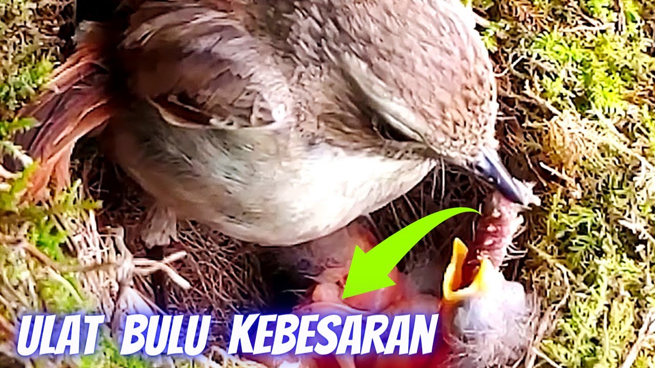 Ulat Tersangkut di Mulut Bayi Burung | Ficedula westermanni bird - YouTube