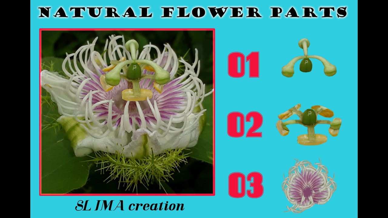 BEAUTIFUL NATURAL FLOWER | PARTS OF A FLOWER 🌼 SL IMA creation - YouTube