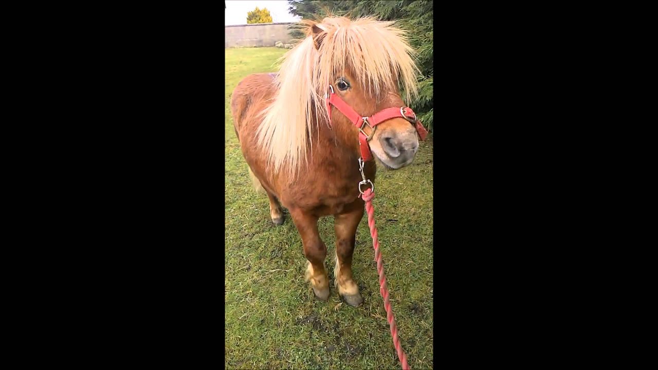 Dance Pony Dance - YouTube