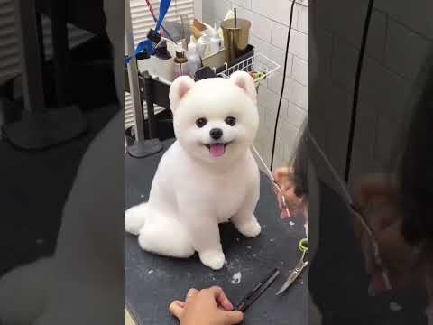 look at dag smile 😊😊 #cute #cutedog #pets