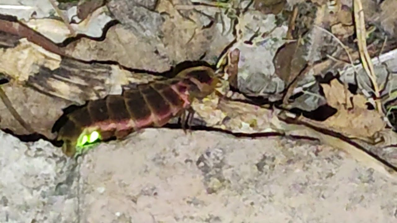 Insetti luminosi: lampiridi / lucciole - YouTube