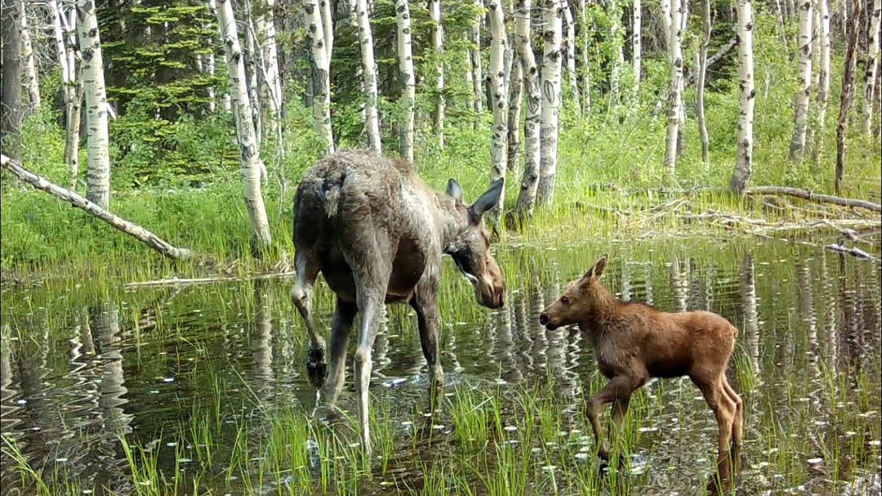 Moose Cow, Yearling & Calf - YouTube