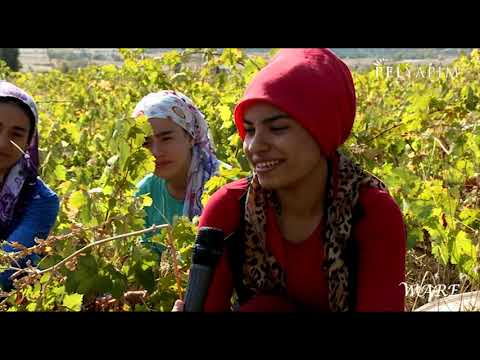 WARE AMED LİCE PEÇAR