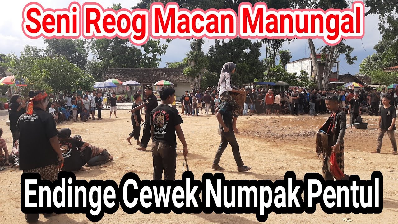 Reog Macan Manungal|Cewek Langsung Lemes Numpak Pentul Macan Manungal ...