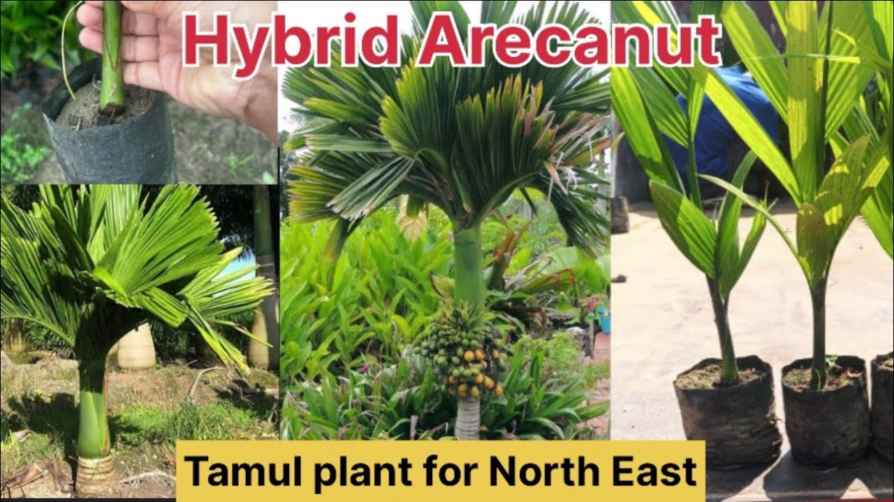 Hybrid Arecanut in Assam || Tamul plant best variety for Assam ...