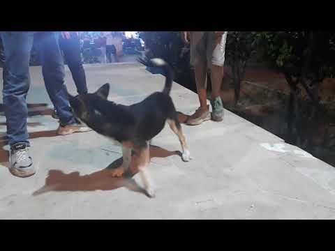 Kendi kuyruğuna Saldıran Köpek