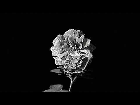 Maria Raquel - Rebel Rose (Official Teaser)