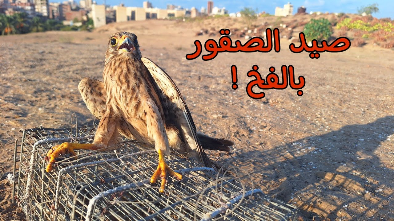 صيد صقر الشرياص بالفئران Youtube