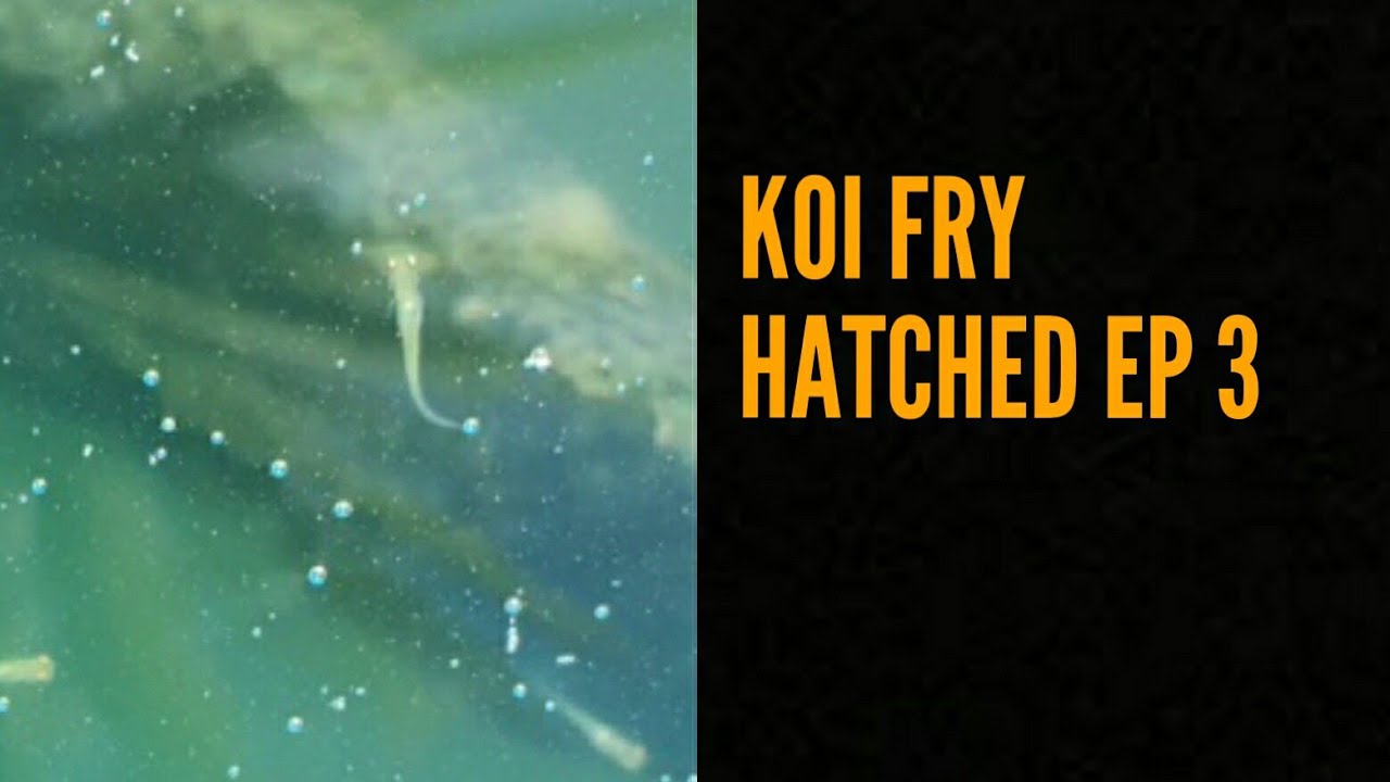 Koi Breeding 19 EP 3 - Fry Hatched. - YouTube