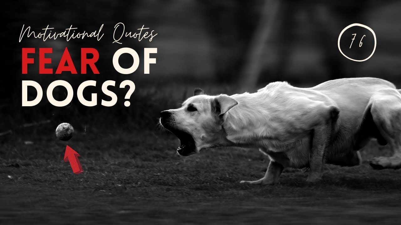Afraid of Dogs? 18 Motivational Quotes To Reduce Your Fear of Dogs ...