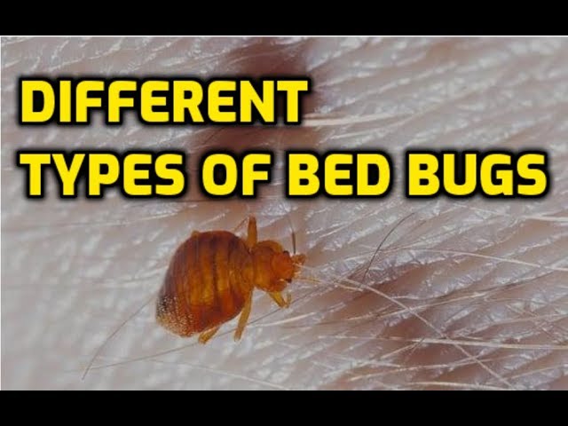 Different Types Of Bed Bugs