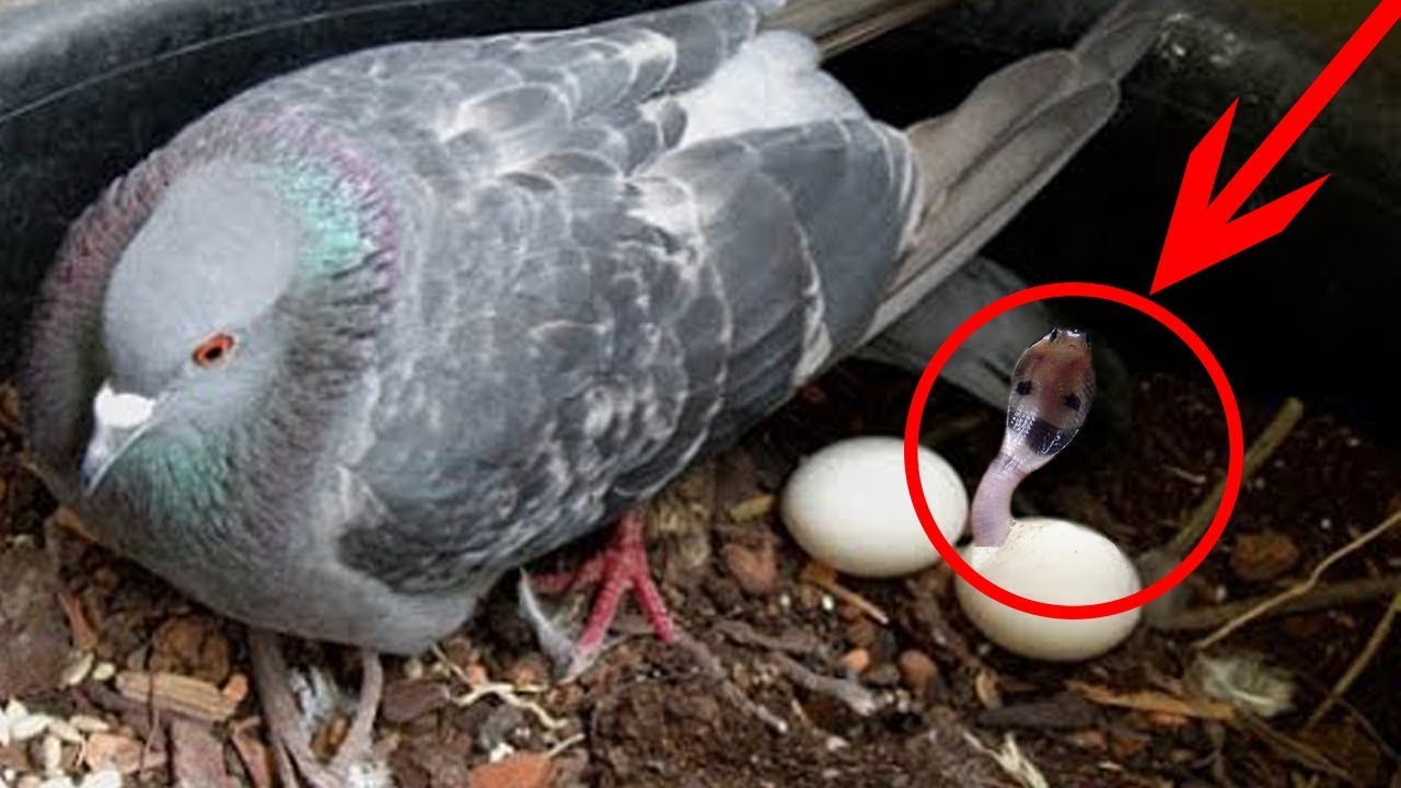 beautiful pigeon cage setup breeding process of pigeons #racing_homer # ...