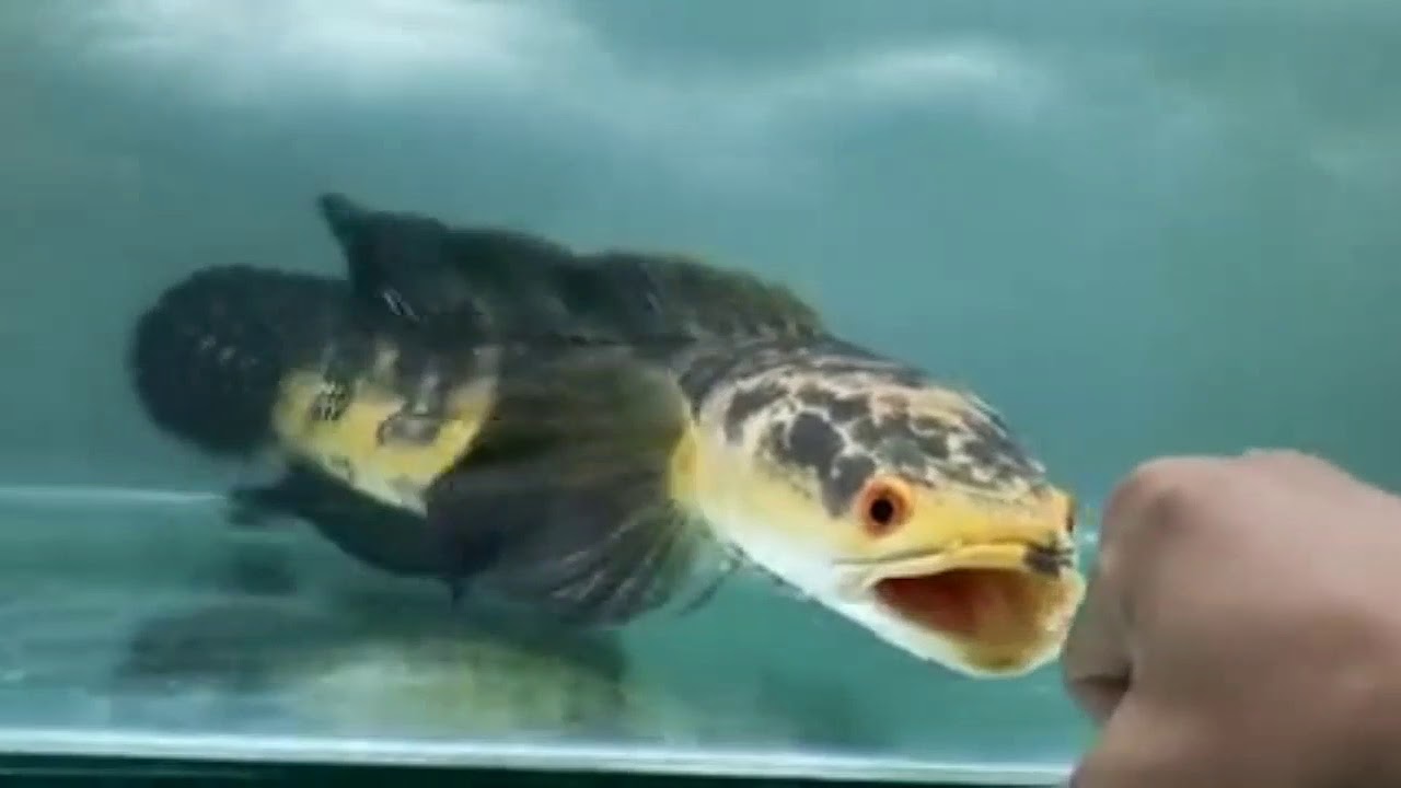 CHANNA MARU RIAU JALUR 51 CM GALAK BANGET #Shorts - YouTube