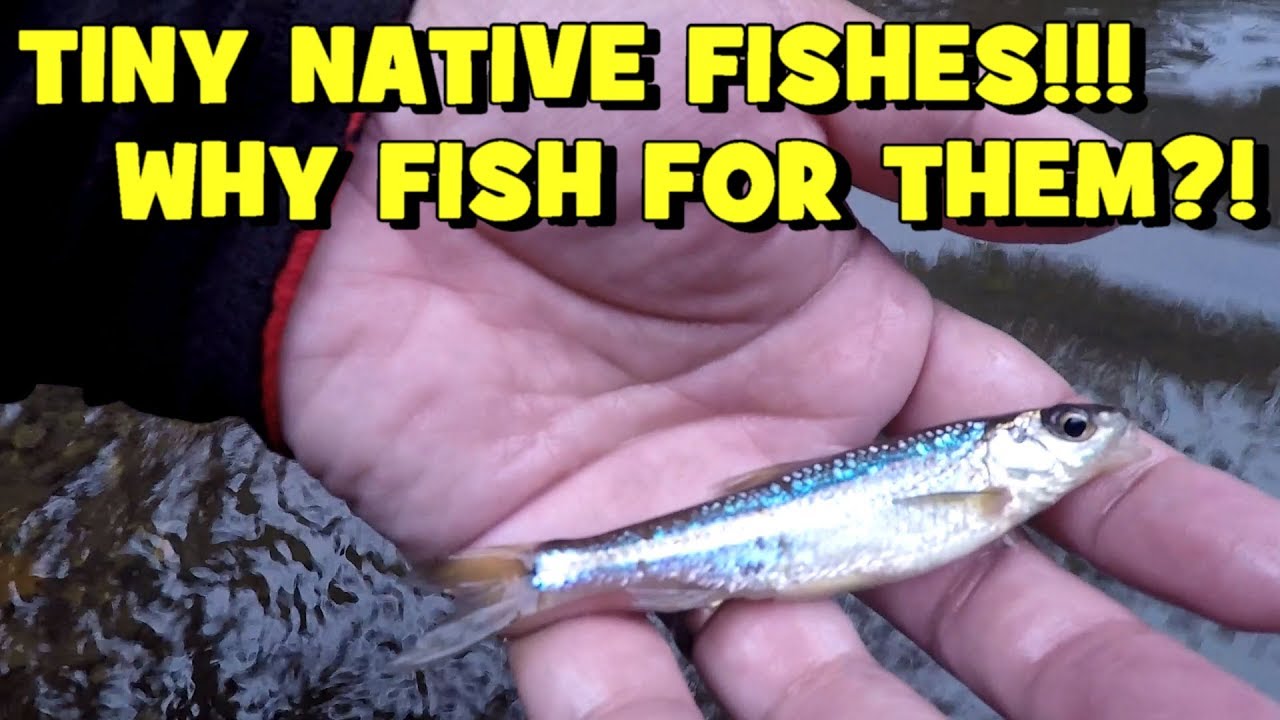 Fishing for NATIVE TINY Fishes! Why Does EPF Target TINY FISH?! - YouTube